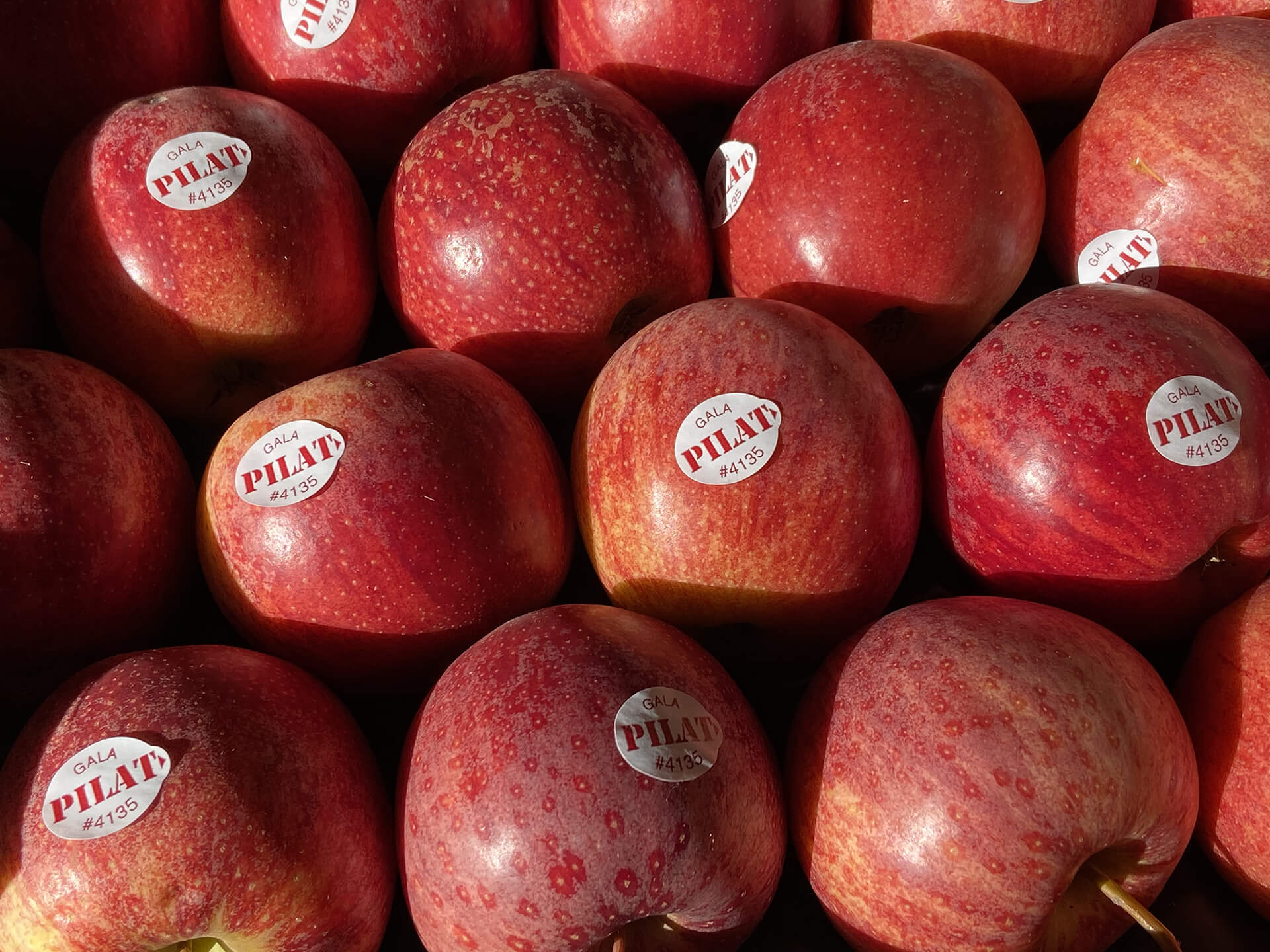 La pomme du Pilat : star des cultures fruitières sur le chemin - Chemin ...