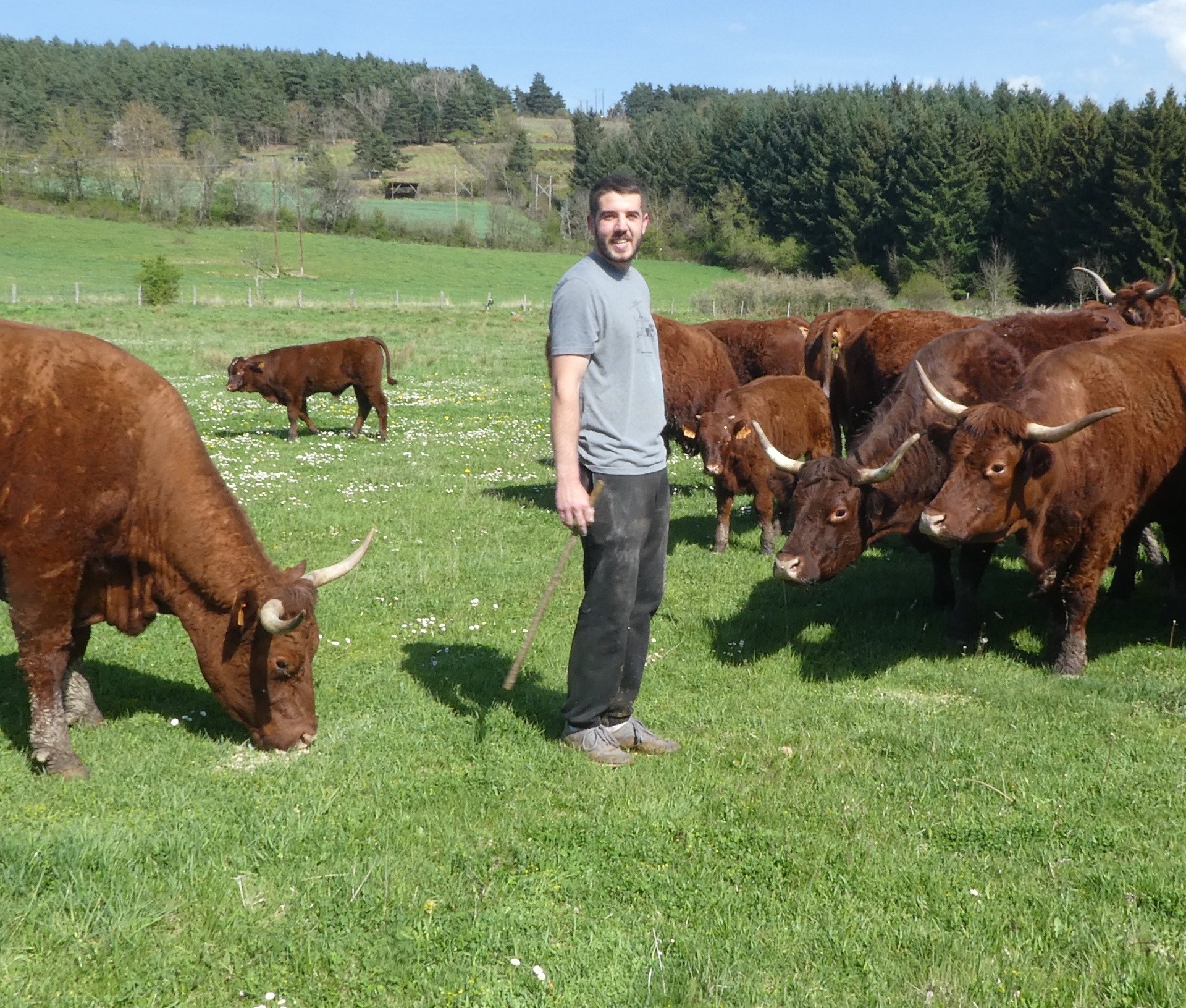 Des Salers pure race élevées en plein cœur du Velay - Chemin de Saint ...